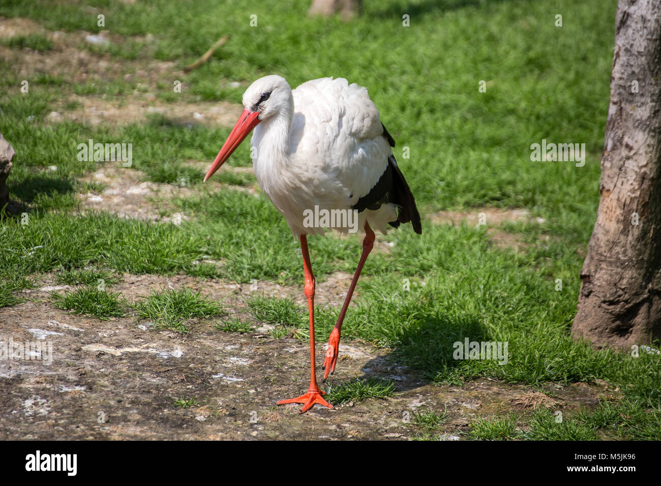 Stork village croatia hi-res stock photography and images - Alamy