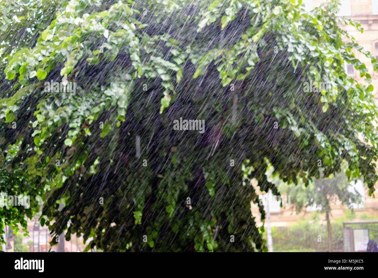 Summer shower of rain, lime tree, Strasbourg, Alsace, France, Europe ...