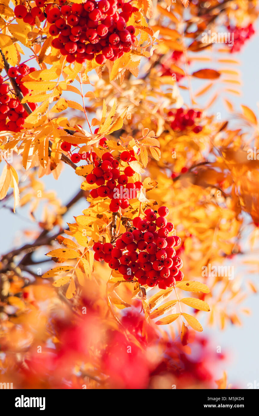Rowan Tree Sorbus Yellow Berries High Resolution Stock Photography and ...