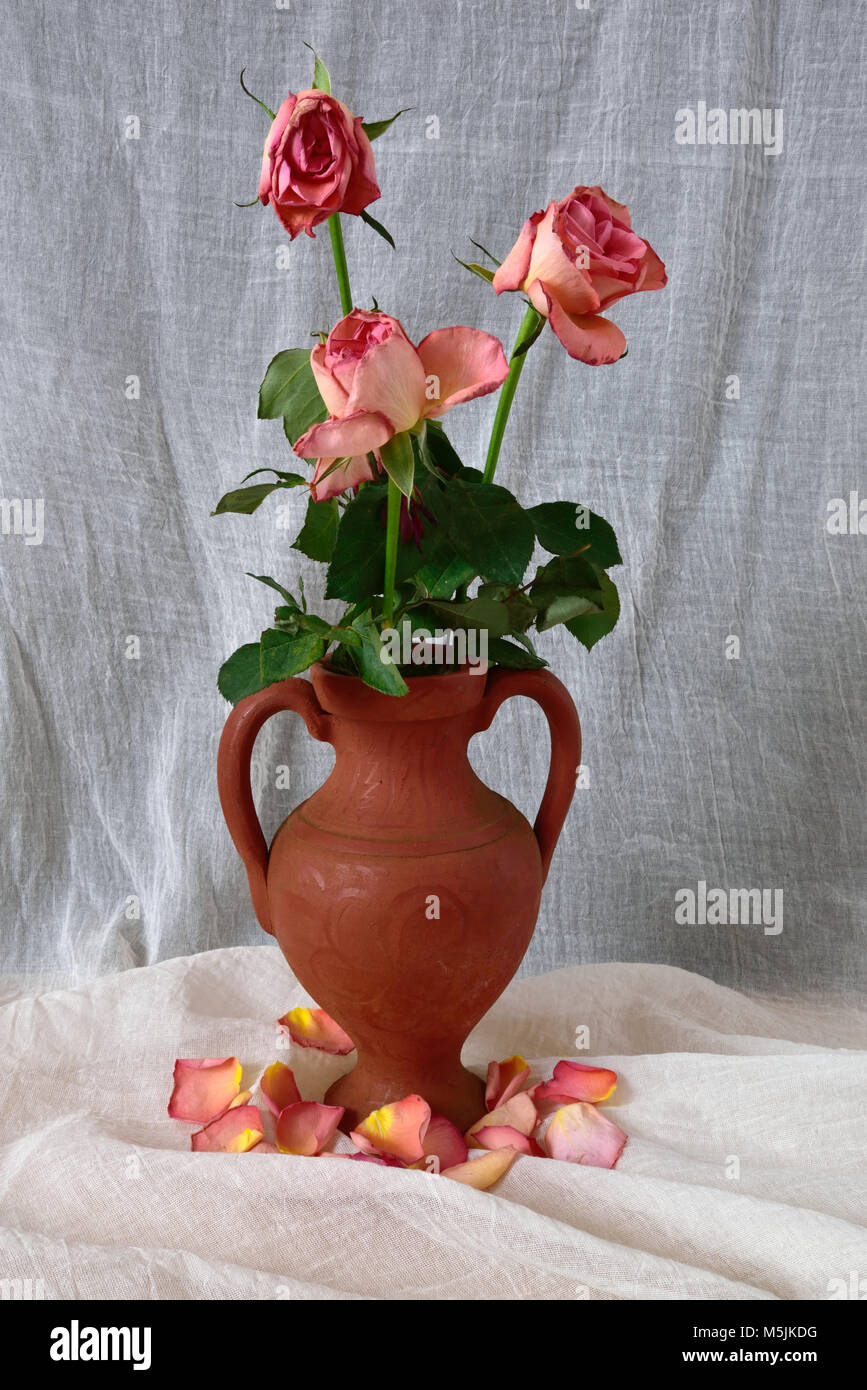 Three dying pink roses in a terracotta vase, set on a muslin cloth ...