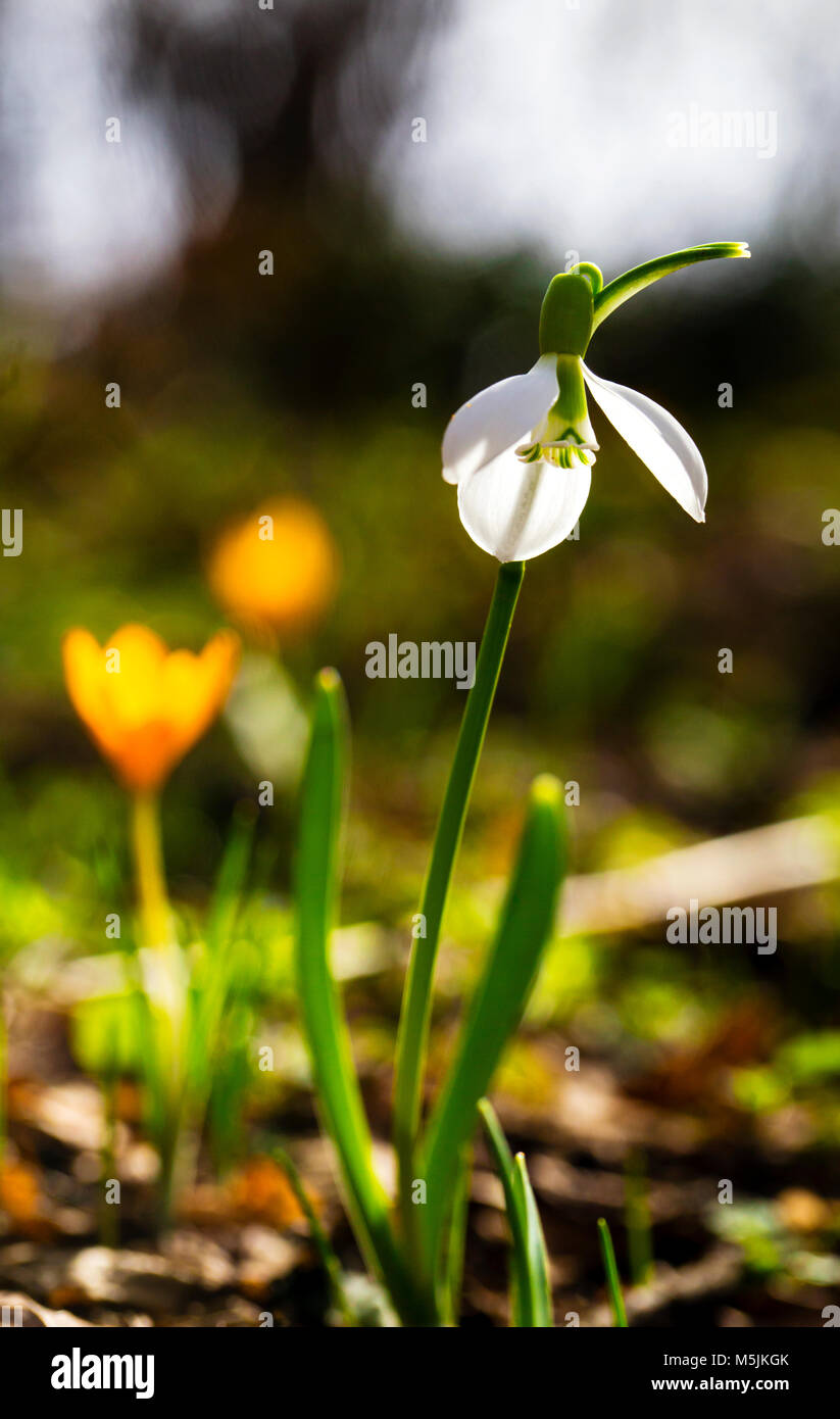 Beautiful spring flowers - snowdrop and yellow crocus closeup Stock ...