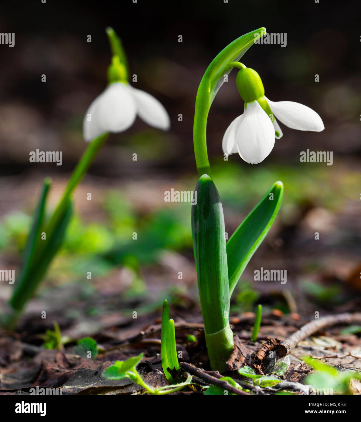 Beautiful snowdrop flowers closeup Stock Photo - Alamy
