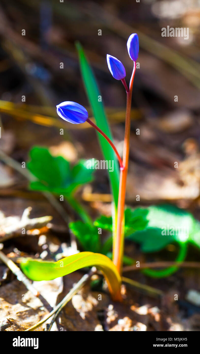 Beautiful blue squill closeup Stock Photo - Alamy