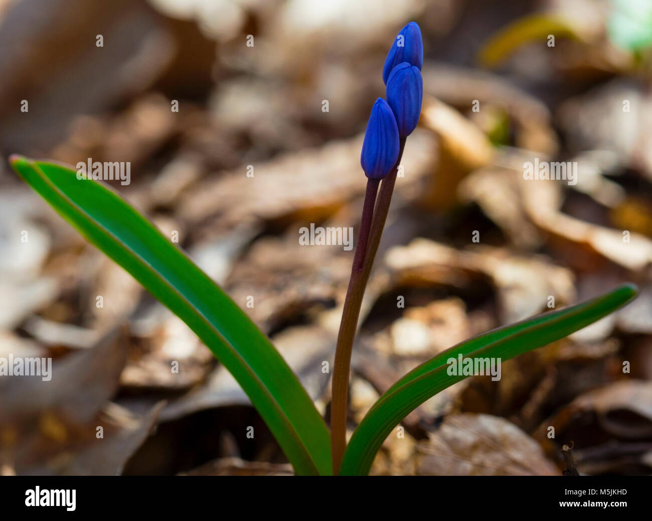 Beautiful blue squill closeup Stock Photo - Alamy
