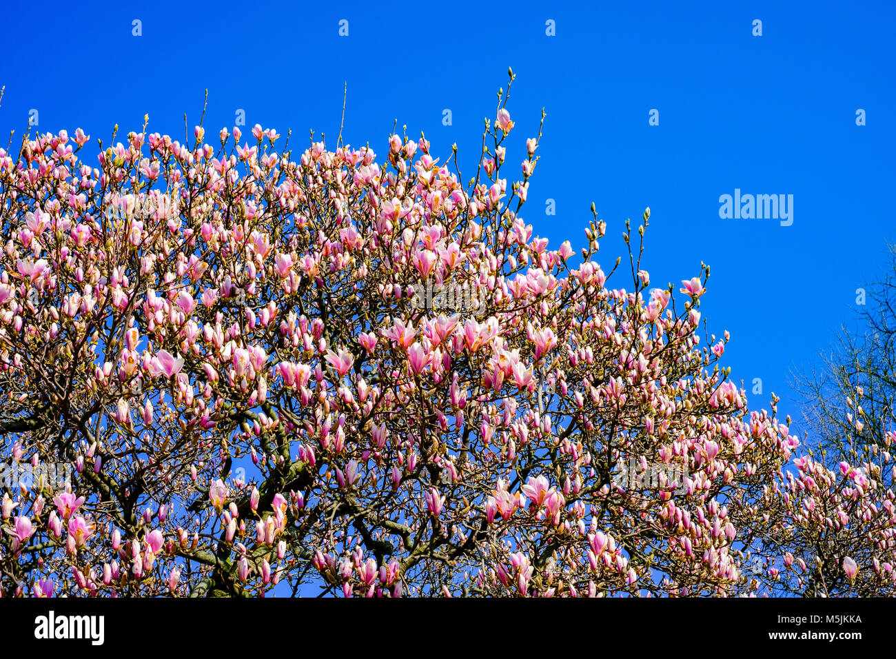 Blooming magnolia tree, pink flowers, blue sky, Alsace, France, Europe ...