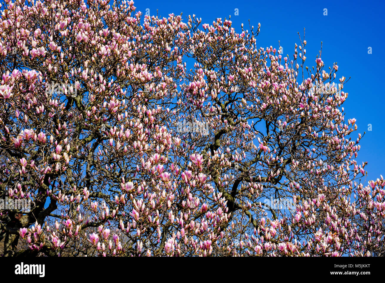 Blooming magnolia tree, pink flowers, blue sky, Alsace, France, Europe ...