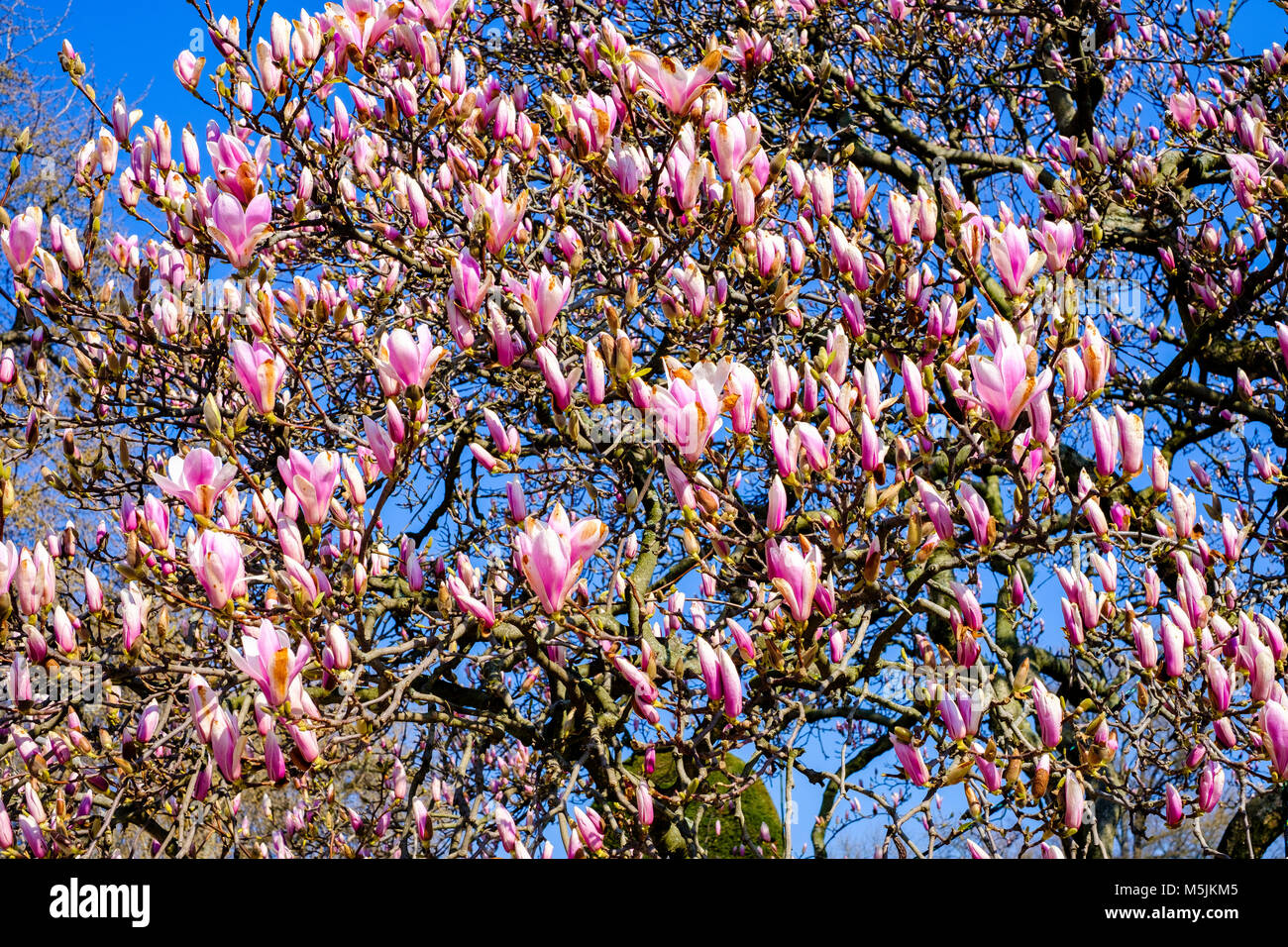 Blooming magnolia tree, pink flowers, blue sky, Alsace, France, Europe ...
