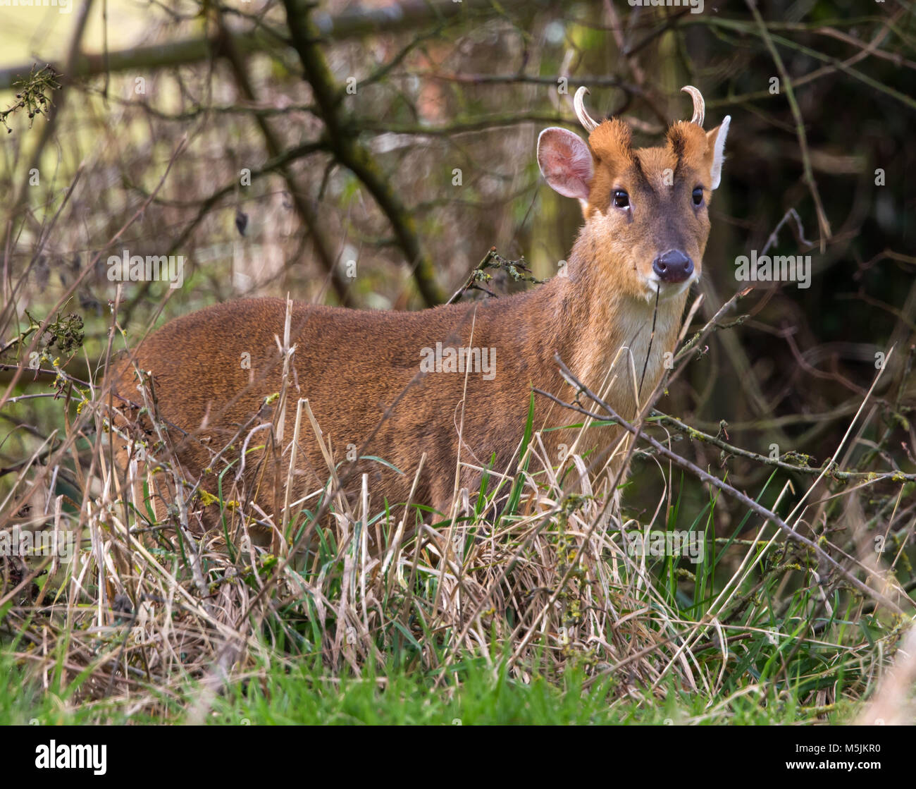 Muntjac deer uk buck hi-res stock photography and images - Alamy