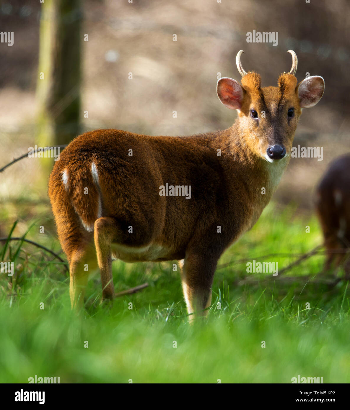 Muntjac deer uk buck hi-res stock photography and images - Alamy