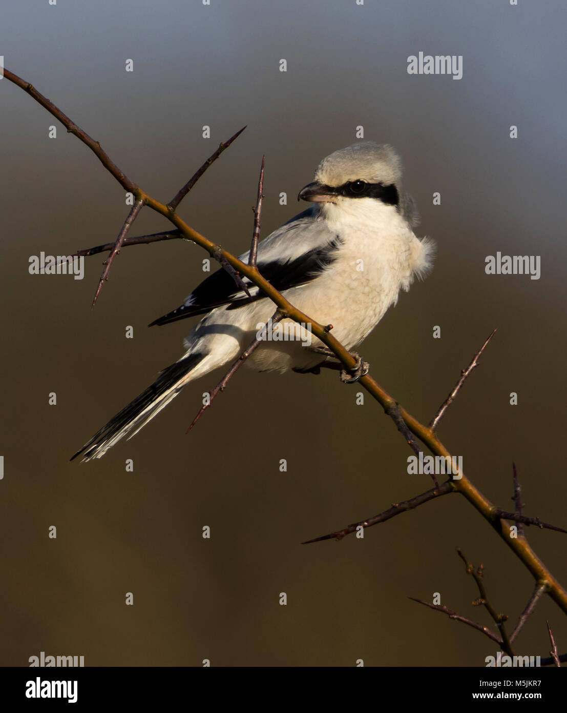 Great Grey Shrike passing the winter in the Cotswolds Hill UK Stock ...
