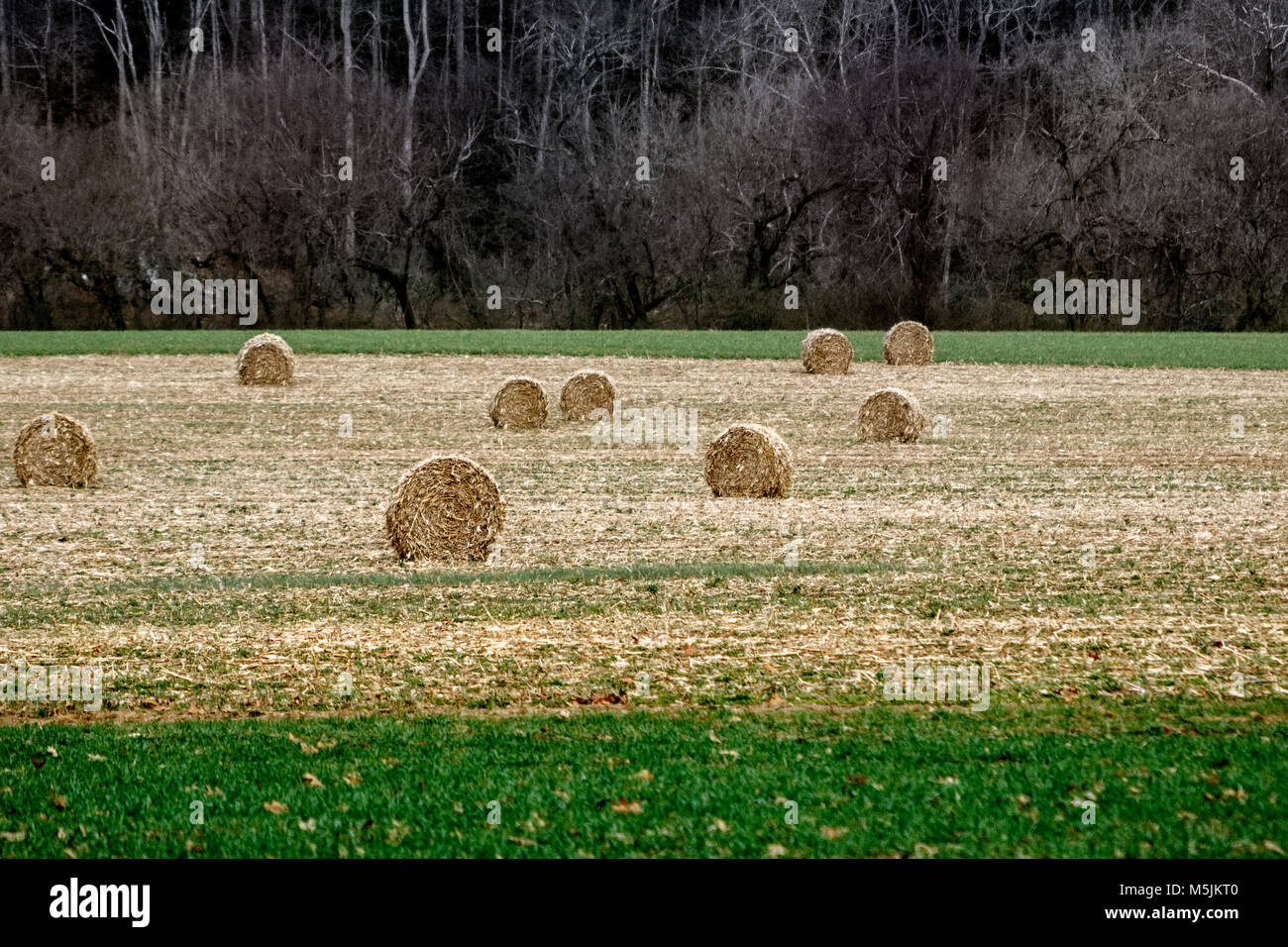Bales of hay and rows of grass and trees create an abstract design at ...