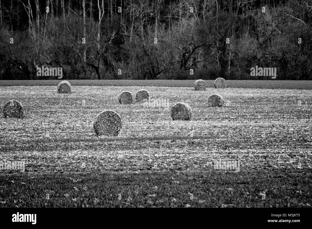Lines lines of bales hi-res stock photography and images - Alamy