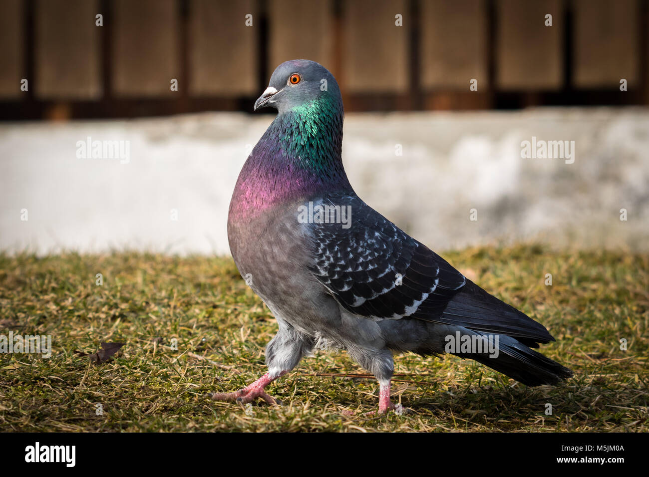 Pigeon flying close hi-res stock photography and images - Alamy