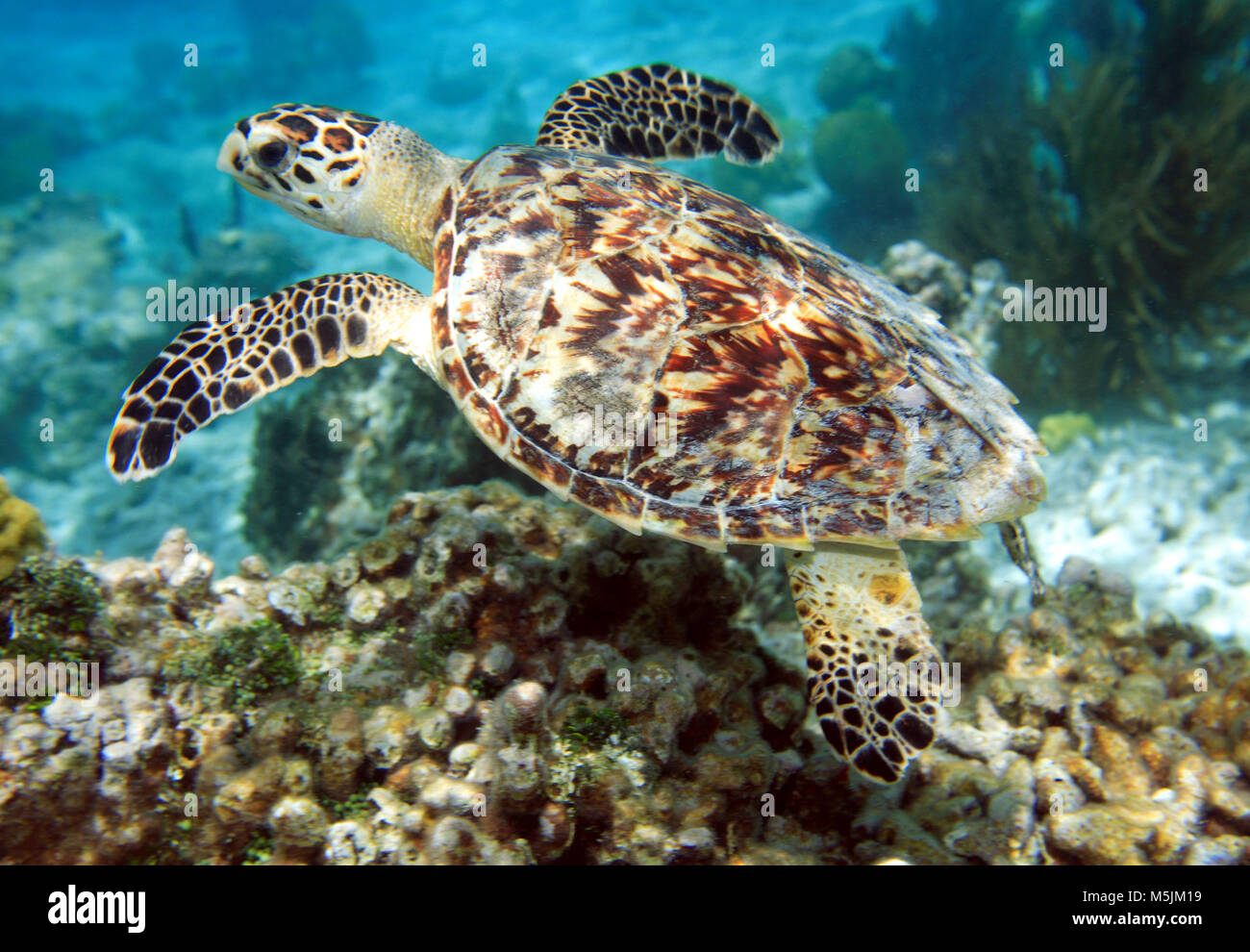 Hawksbill turtle virgin islands hi-res stock photography and images - Alamy
