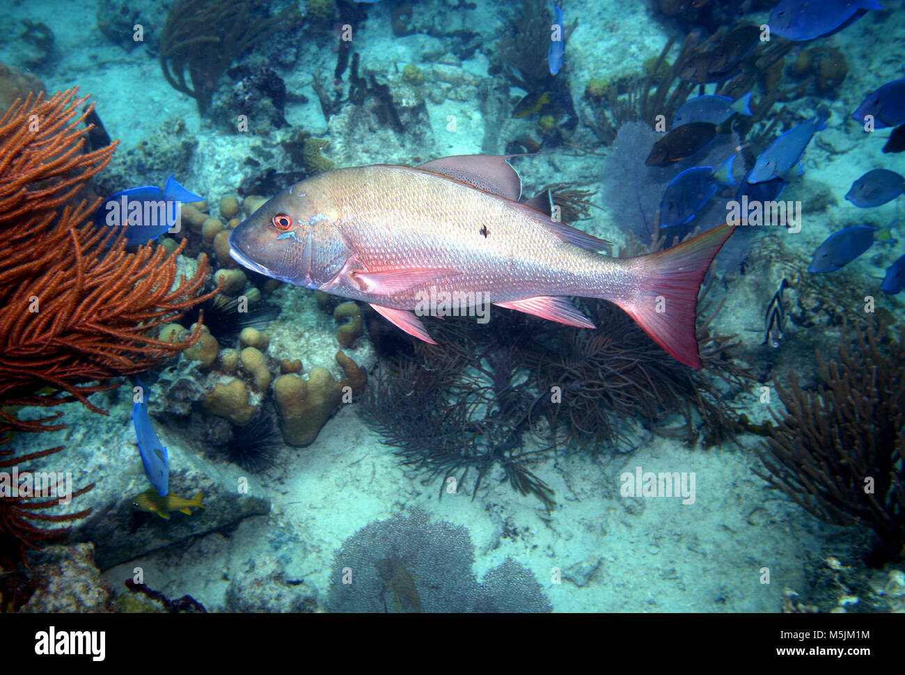 A large mutton snapper swims through the coral and sea grasses of ...
