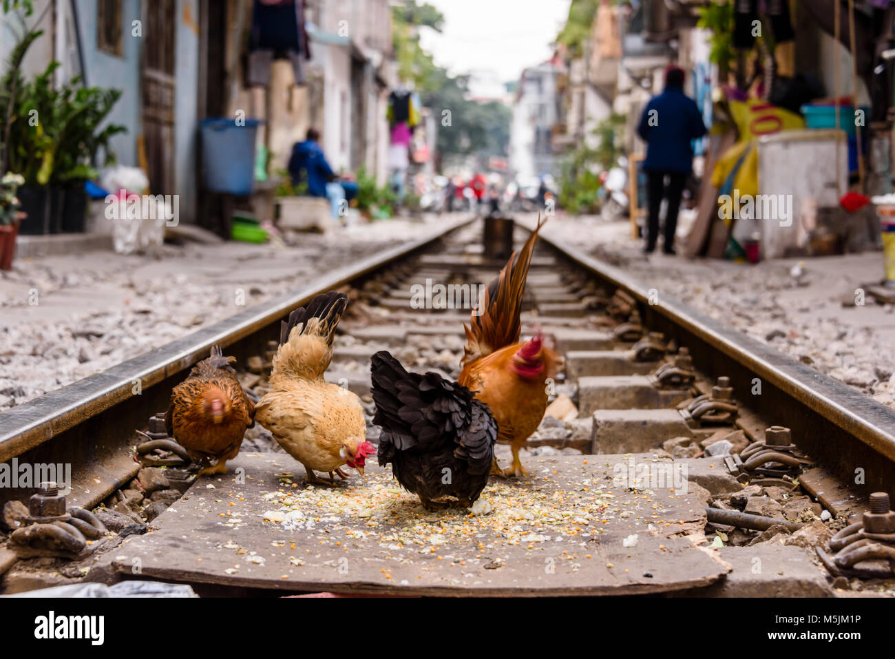 Chickens live in the middle of hte railway tracks at "Railway Street ...