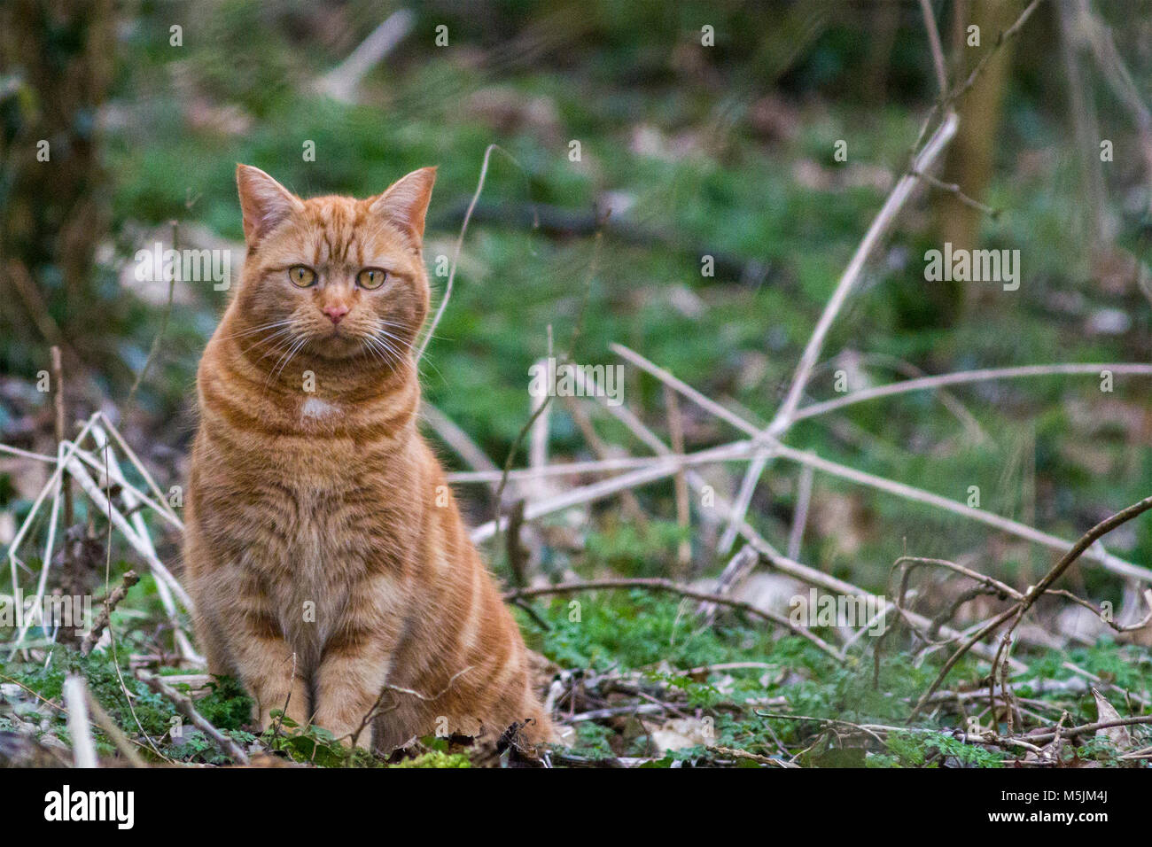 Cat and rain coat hi-res stock photography and images - Alamy