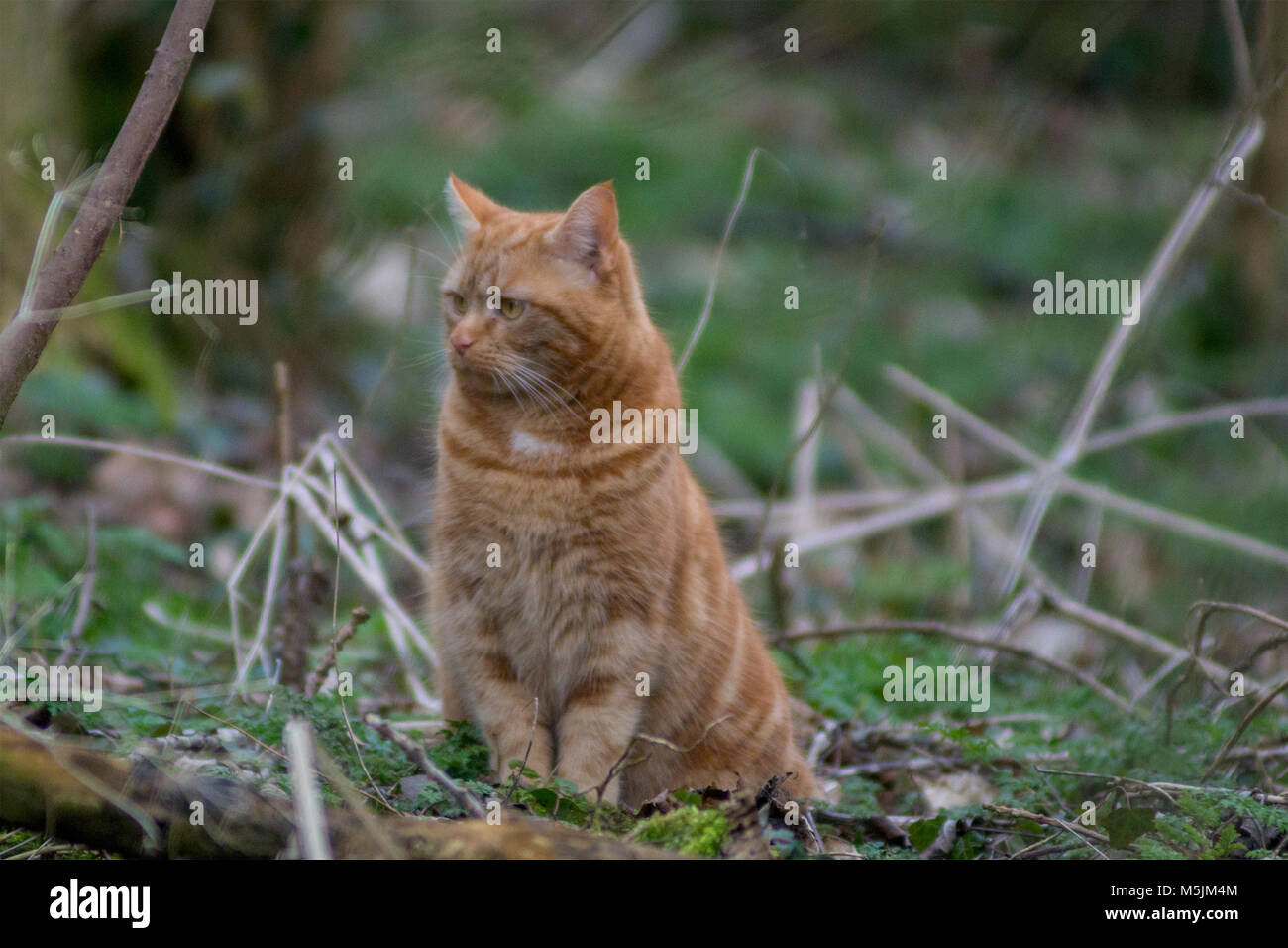 Cat and rain coat hi-res stock photography and images - Alamy