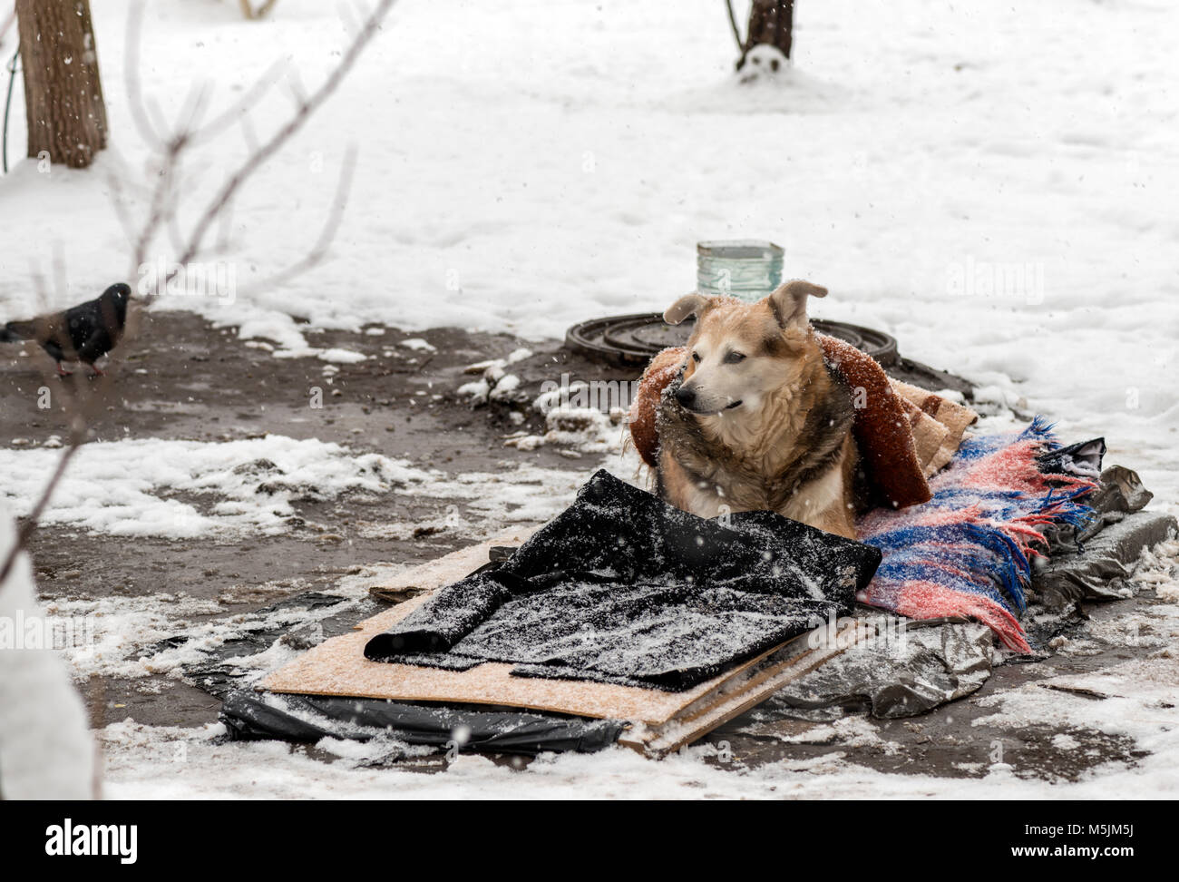 Homeless animals hi-res stock photography and images - Alamy