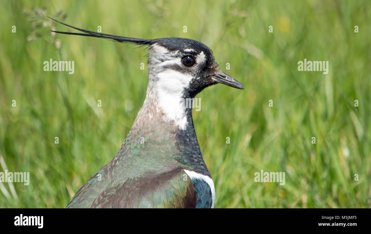 Lapwing peewit bird hi-res stock photography and images - Alamy