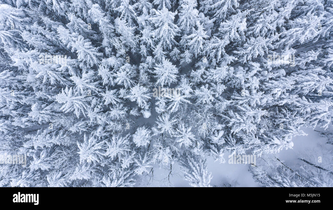 Drop down view of snow covered forest Stock Photo - Alamy