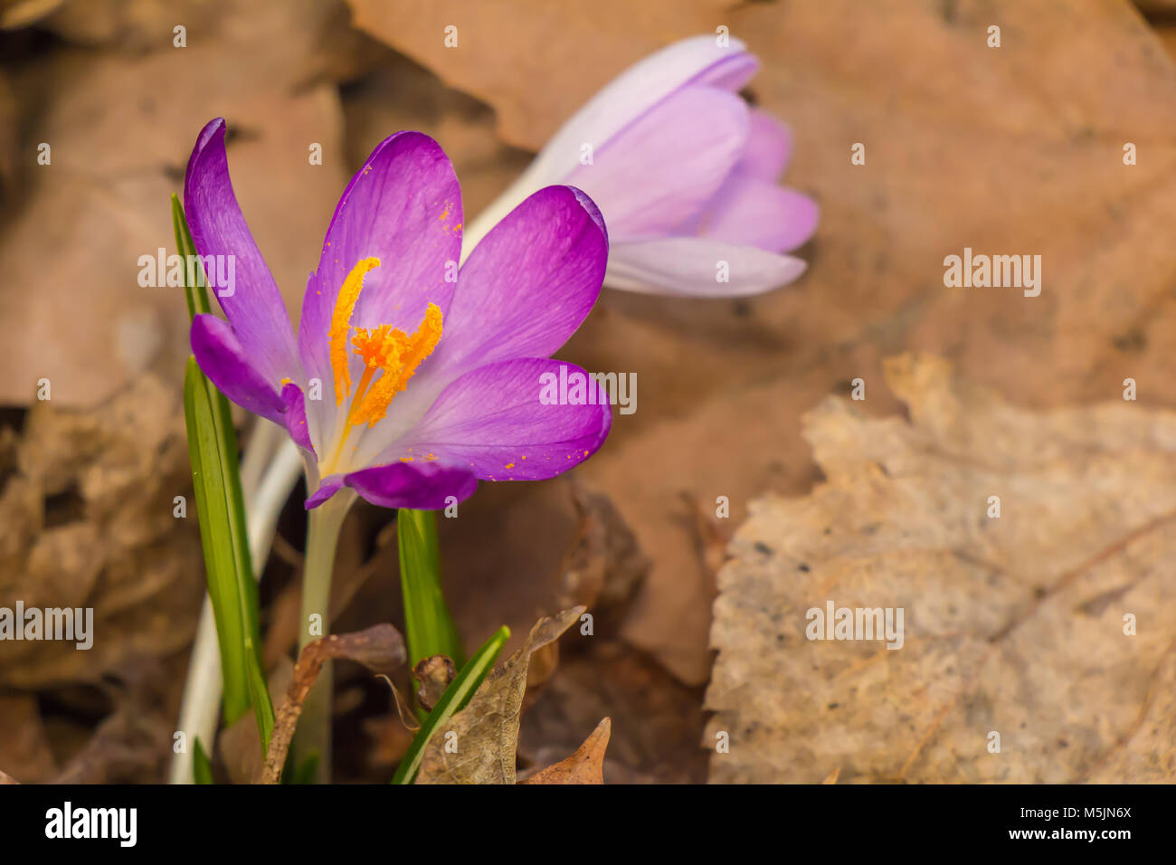 Crocus, plural crocuses or croci in pink, violet, blue, yellow end etc ...