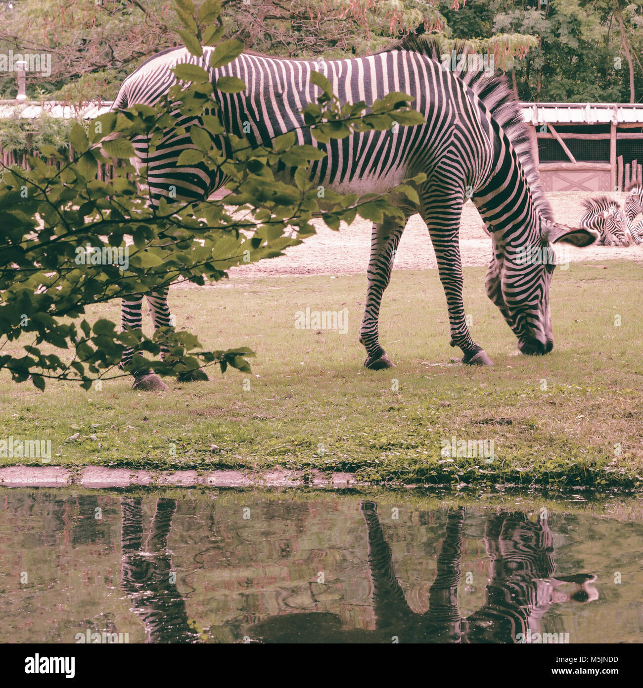 Grazing zebra in a zoo and reflection in a pond Stock Photo - Alamy