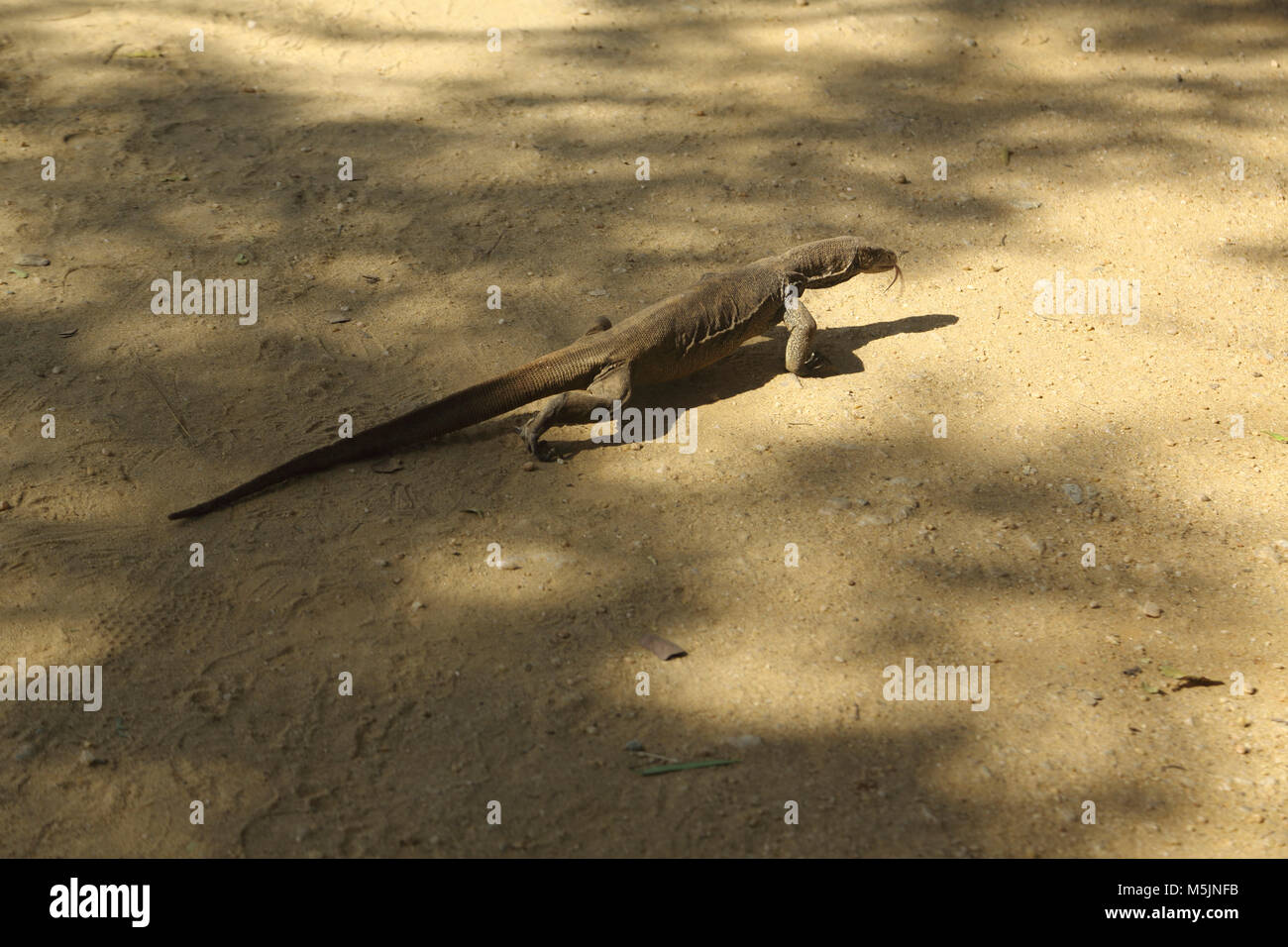 Polonnaruwa North Central Province Sri Lanka Land Monitor Lizard ...