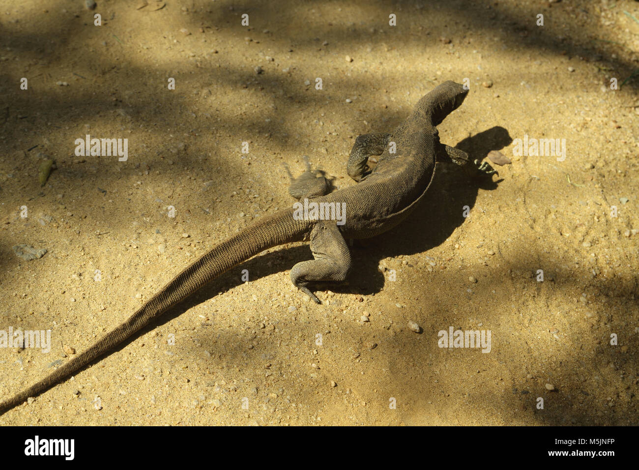 Polonnaruwa North Central Province Sri Lanka Land Monitor Lizard ...