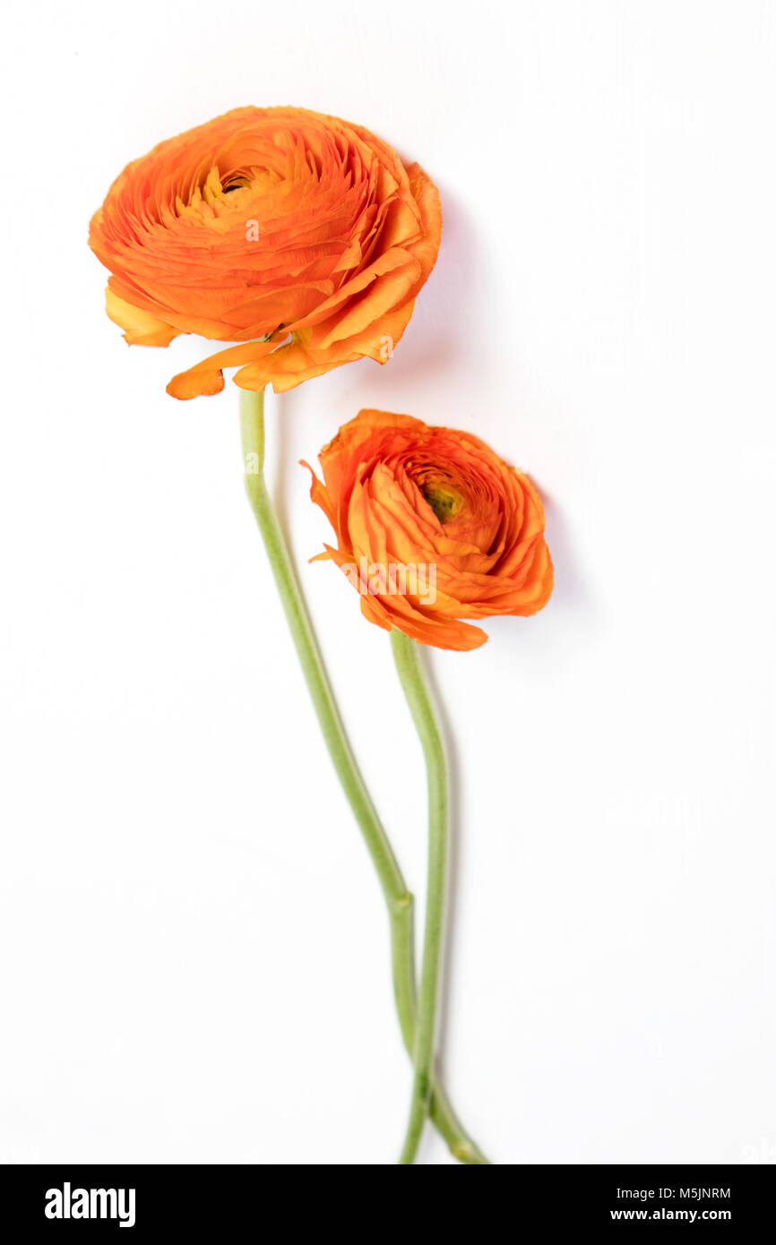 the two orange ranunculus flower on white background Stock Photo - Alamy