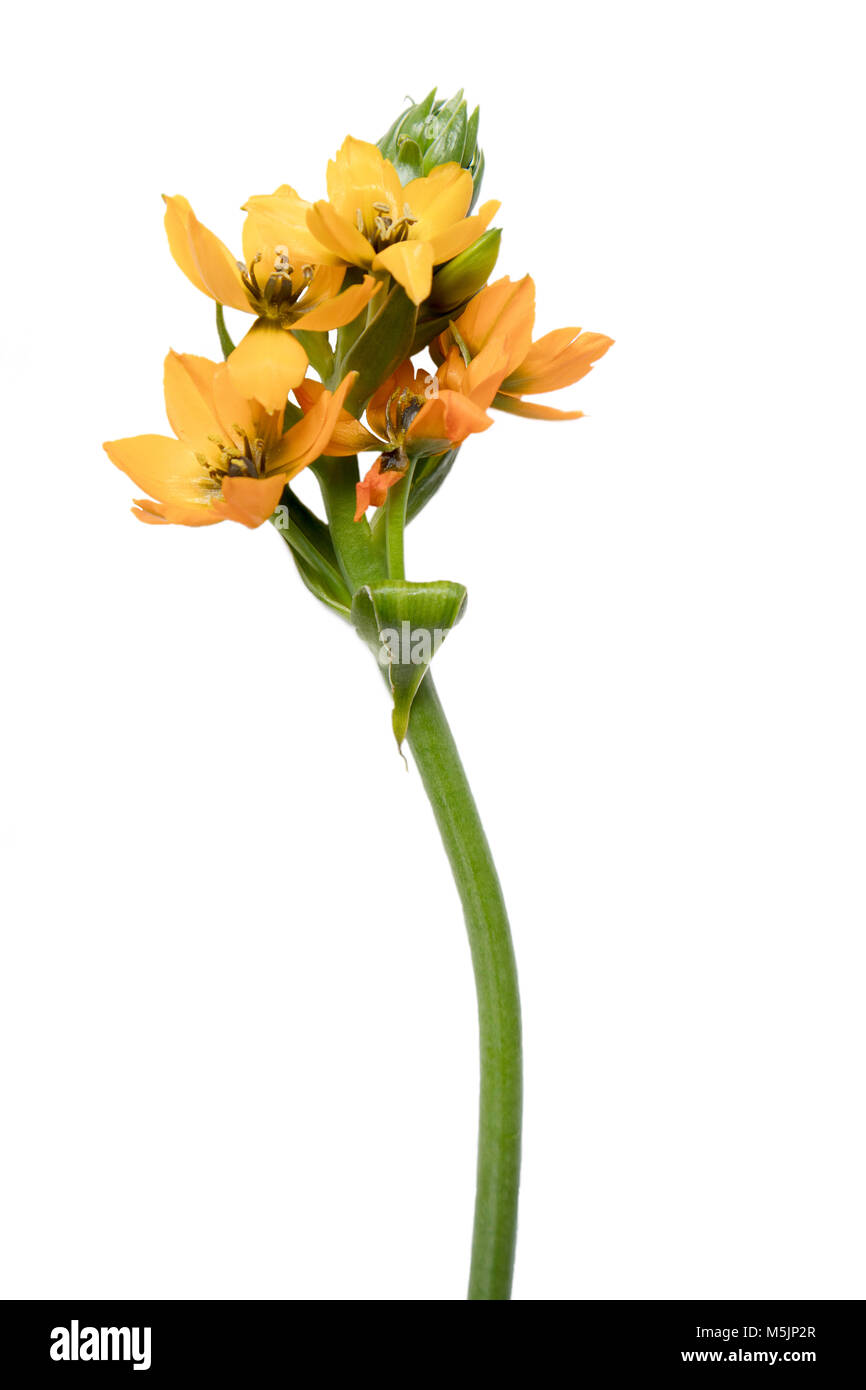 Ornithogalum dubium Cut Out Stock Images & Pictures - Alamy
