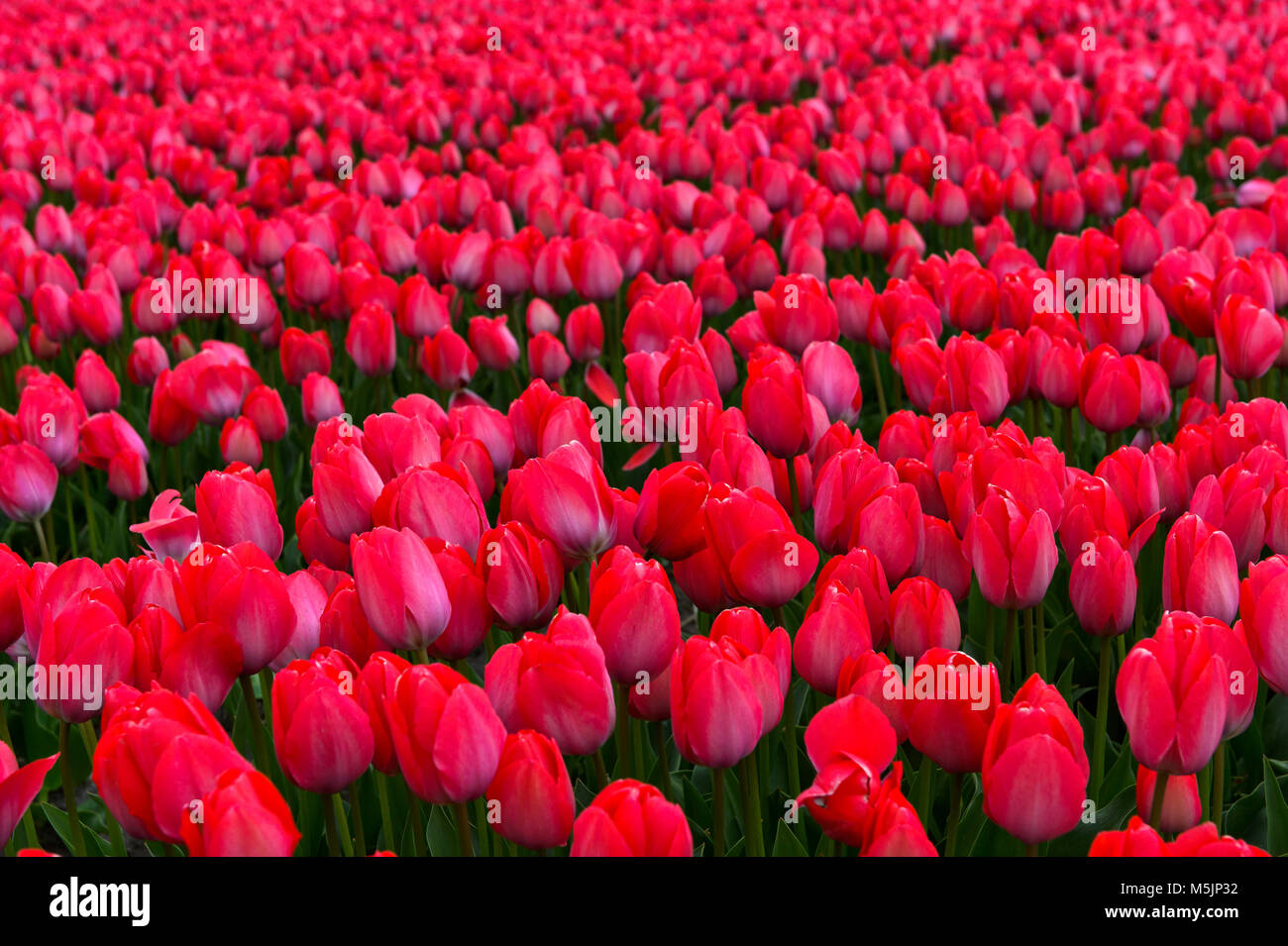 Van eijk hi-res stock photography and images - Alamy