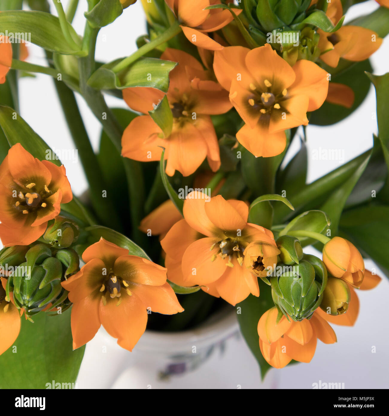 Blooming yellow Ornithogalum Dubium on a white background Stock Photo ...