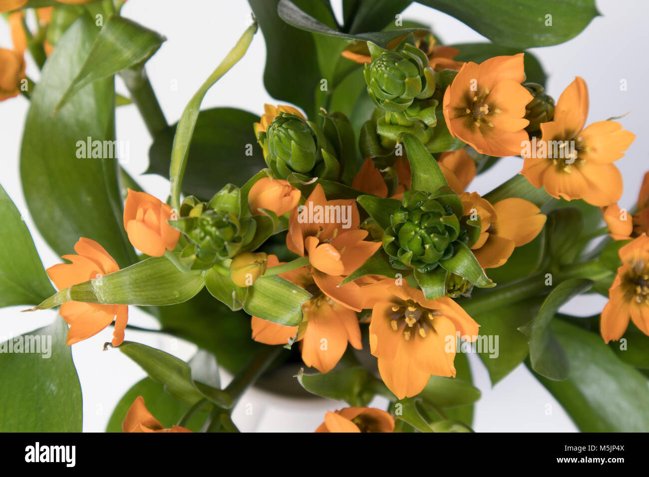 Blooming yellow Ornithogalum Dubium on a white background Stock Photo ...