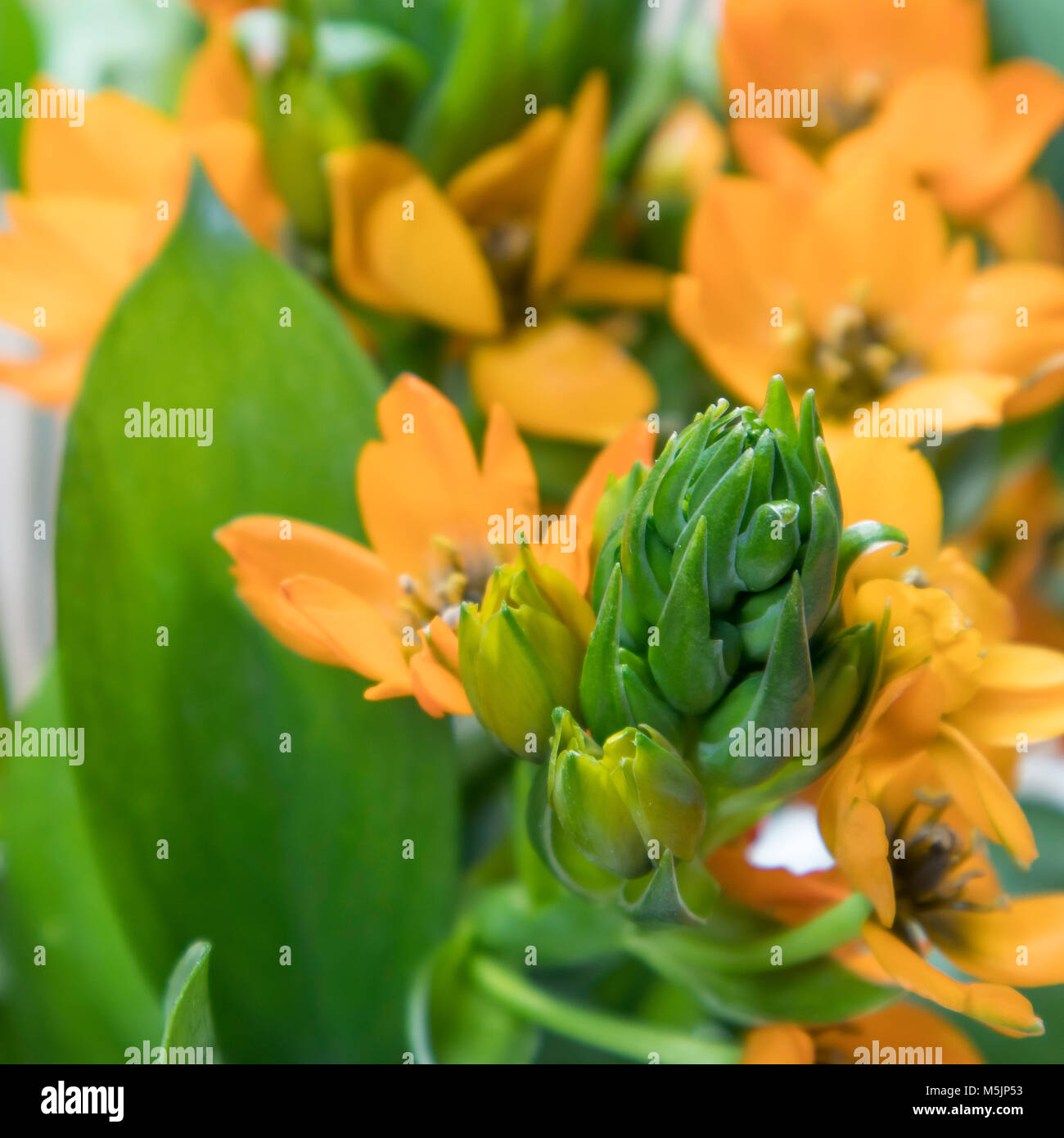 Blooming yellow Ornithogalum Dubium on a white background Stock Photo ...