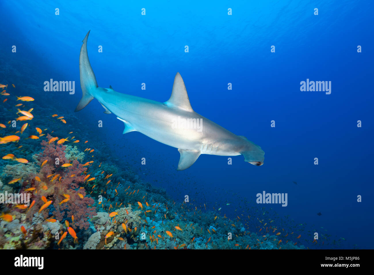 Scalloped Hammerhead (Sphyrna lewini) floats over coral reef,Red Sea ...