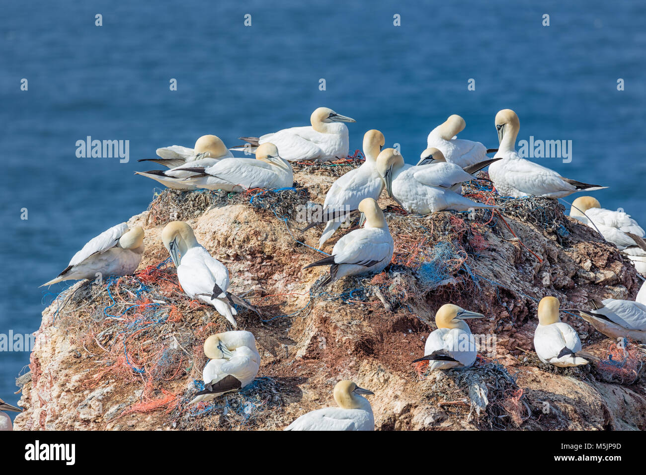 Northern gannets in breeding colony at cliffs of German Helgolan Stock ...