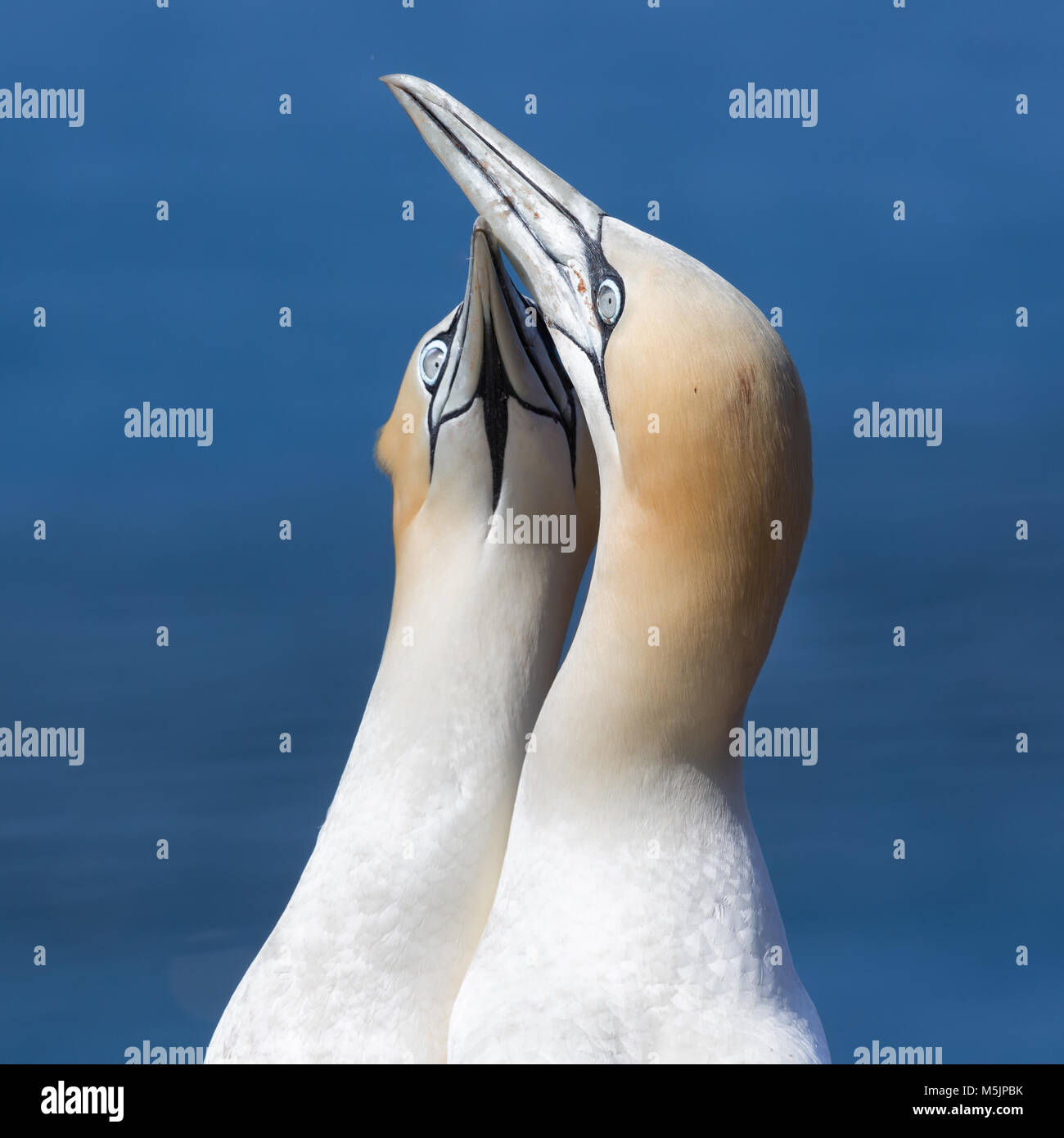Mating pair in the breeding colony hi-res stock photography and images ...