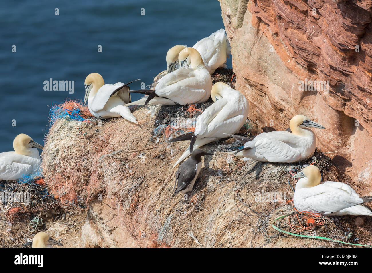 Seabird wild wildlife animal nesting colony breeding hi-res stock ...