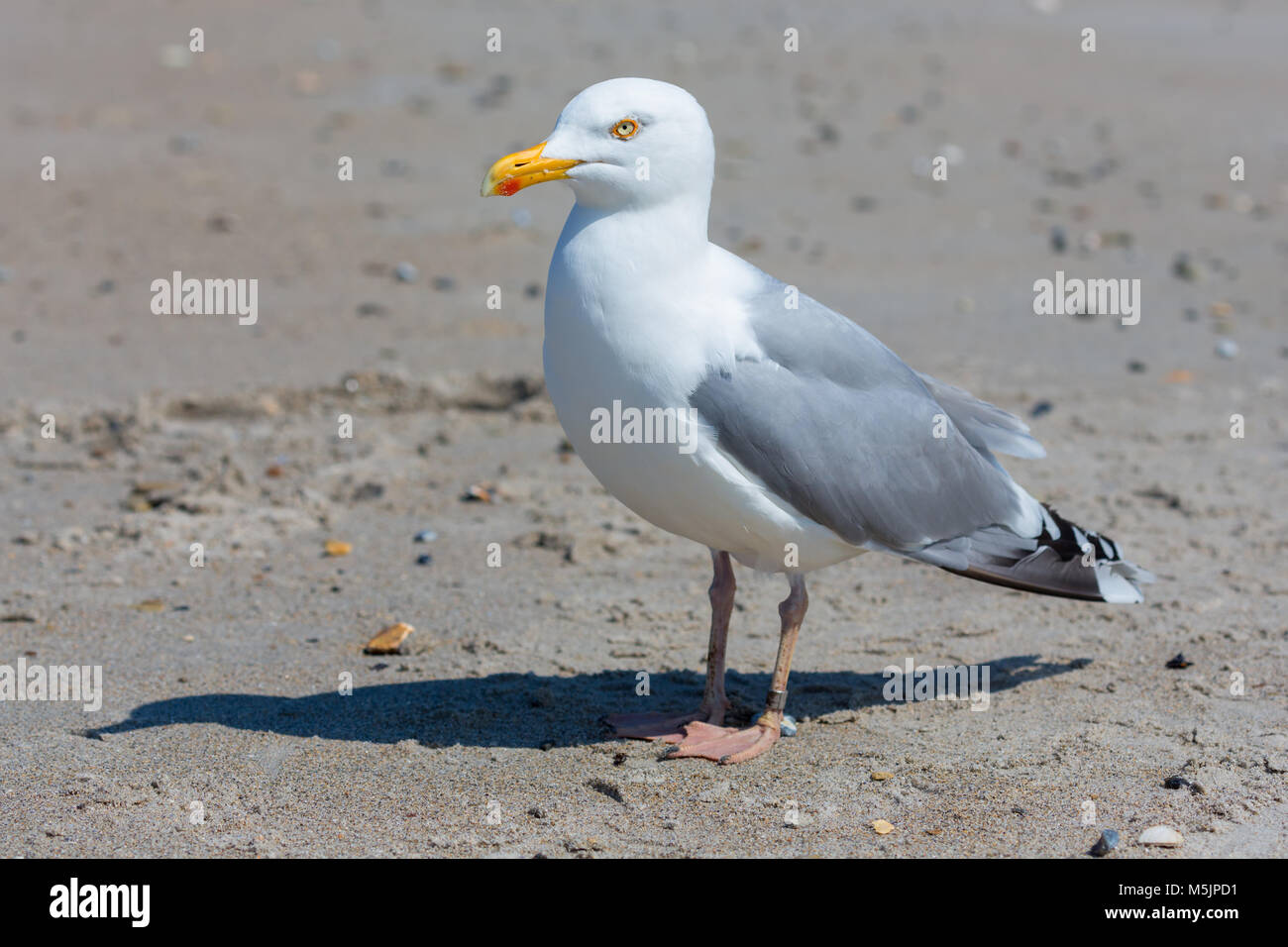 Herring gull at beach of German island Dune near Helgoland Stock Photo ...