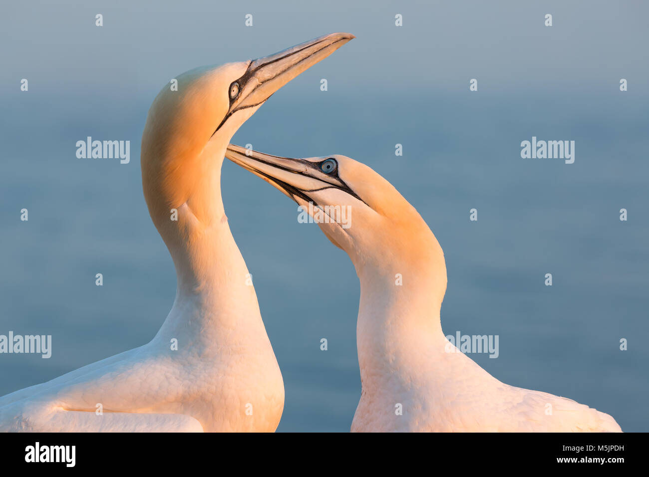 Mating pair in the breeding colony hi-res stock photography and images ...