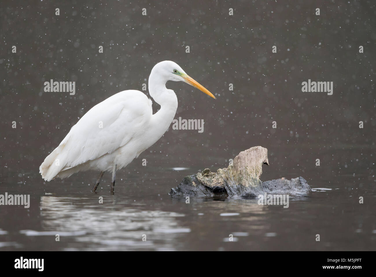 Great egret (Ardea alba) stands in the water during snowfall,Hesse ...