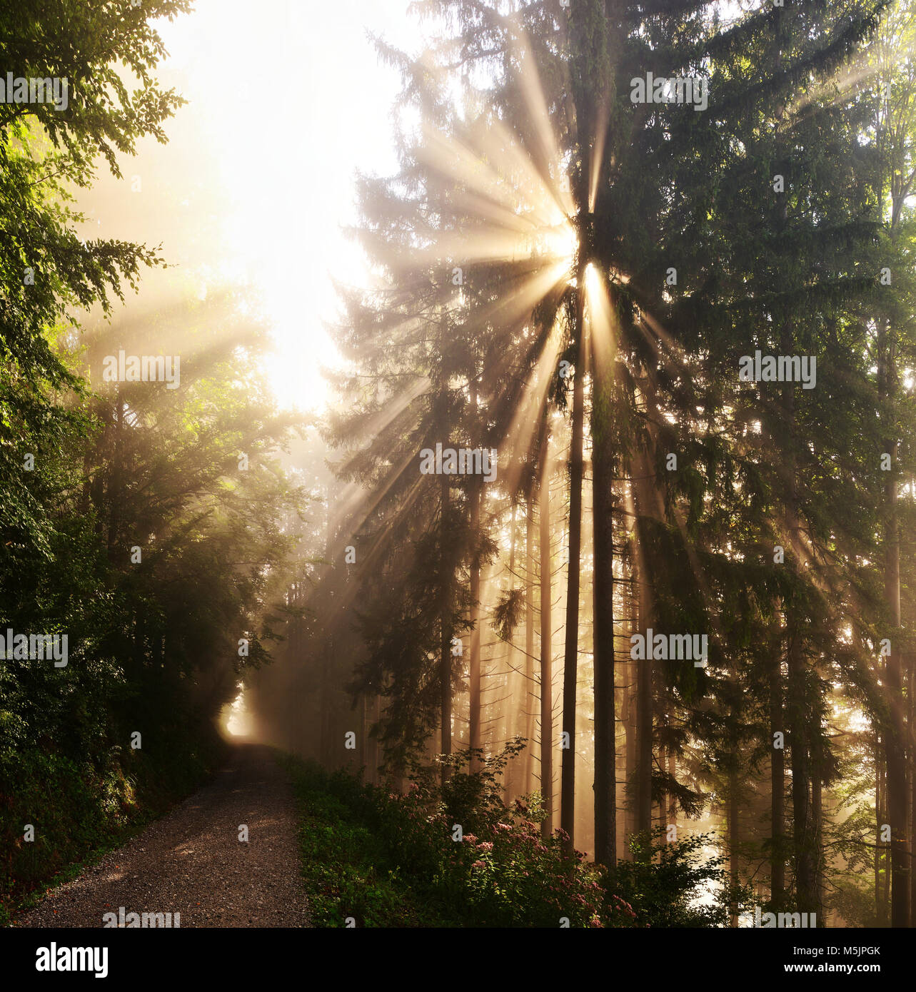 Sun shinning through forest,path,Tyrol,Austria Stock Photo - Alamy