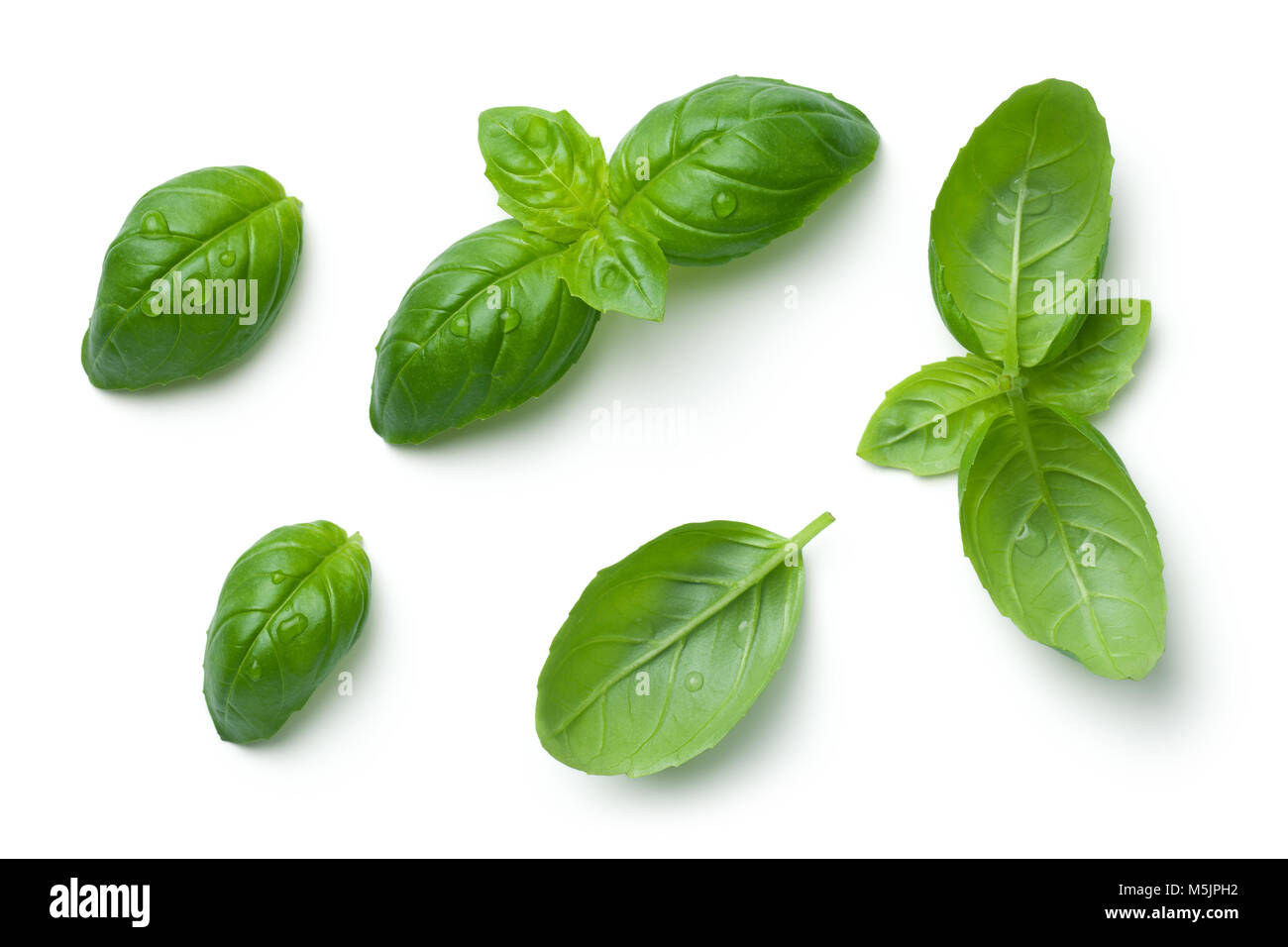 Basil leaves with water drops isolated on white background. Top view ...