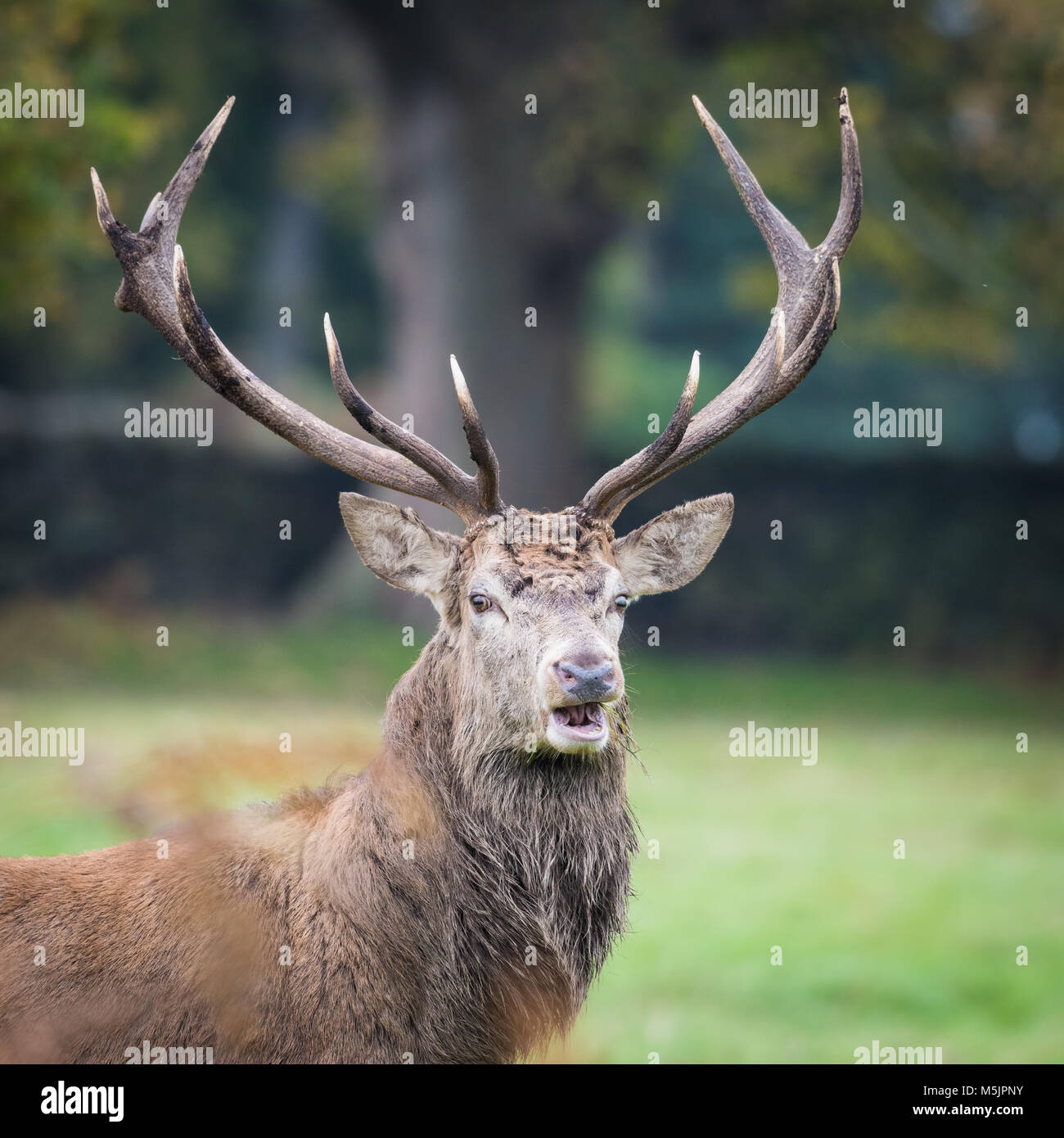 Beautiful Red Deer Stag with impressive antlers Stock Photo - Alamy