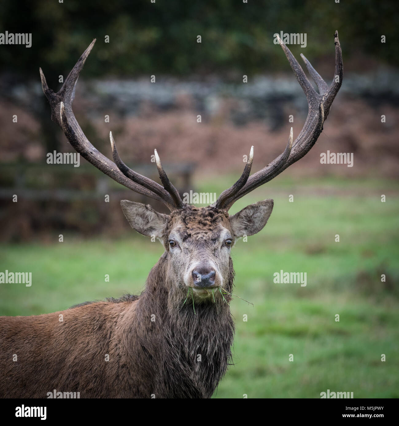 Impressive deer hi-res stock photography and images - Alamy