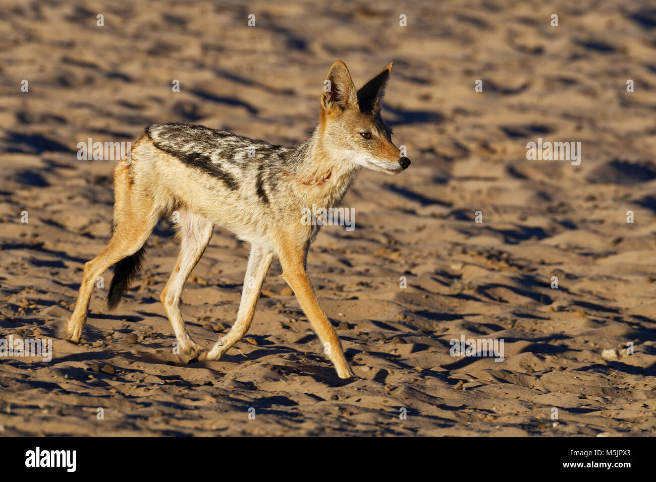 Black backed jackal walking hi-res stock photography and images - Alamy