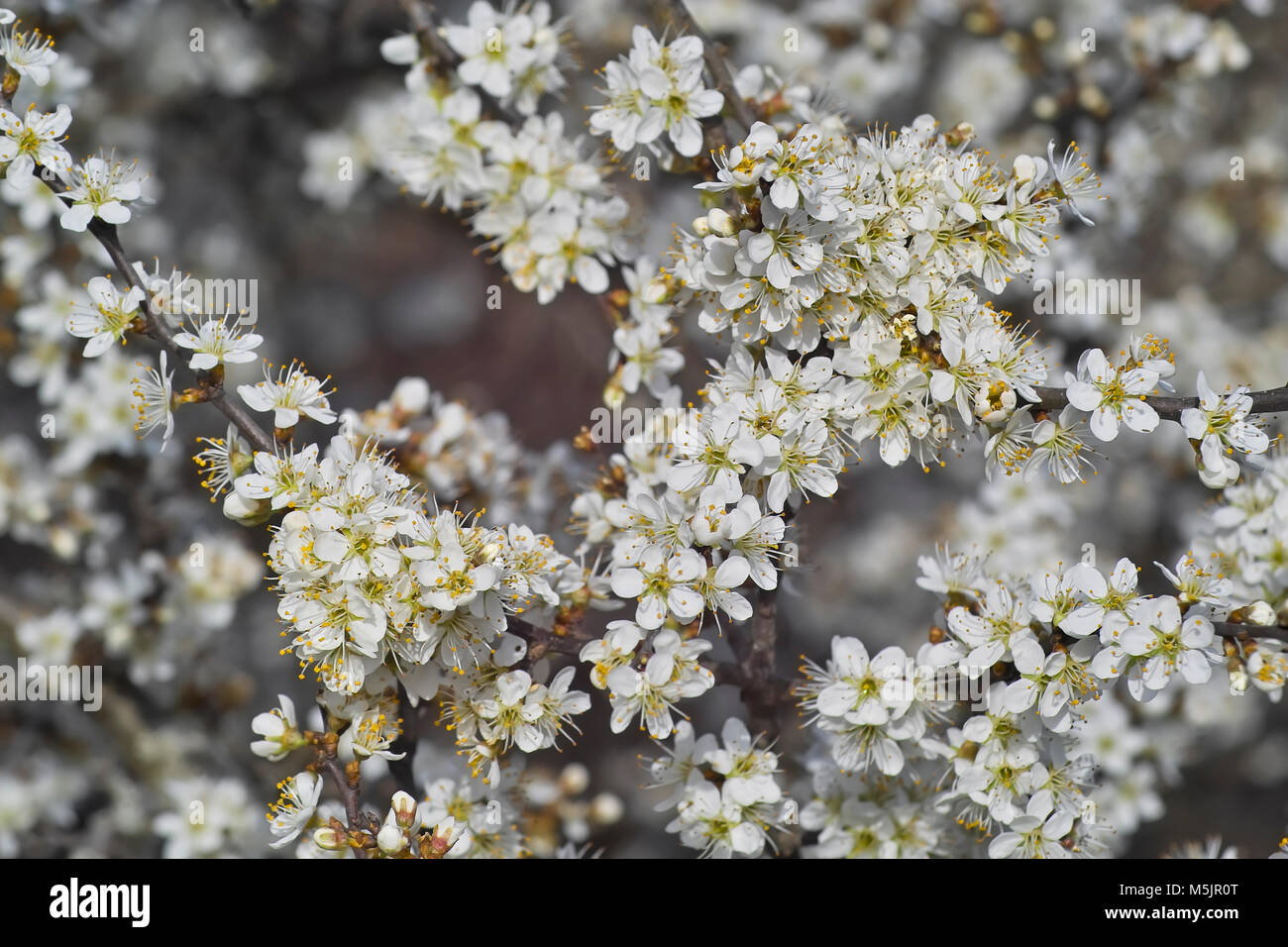 White blossoms,Blackthorn (Prunus spinosa) in spring,Gauting,Upper ...