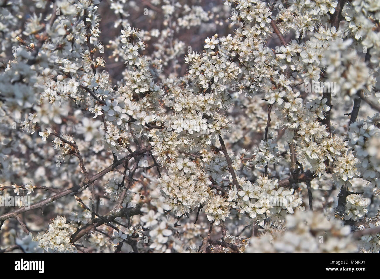 White blossoms,Blackthorn (Prunus spinosa) in spring,Gauting,Upper ...