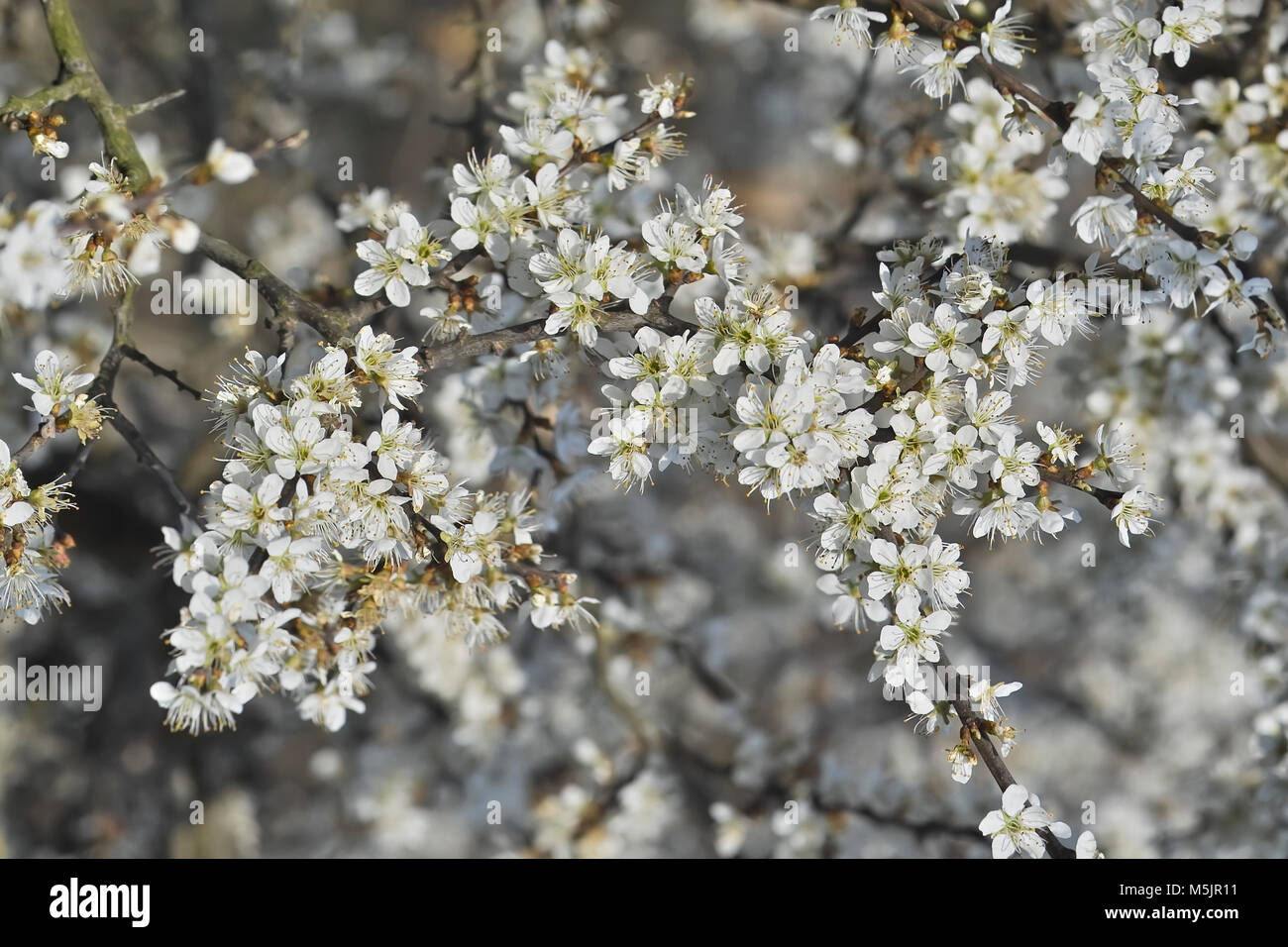 White blossoms,Blackthorn (Prunus spinosa) in spring,Gauting,Upper ...